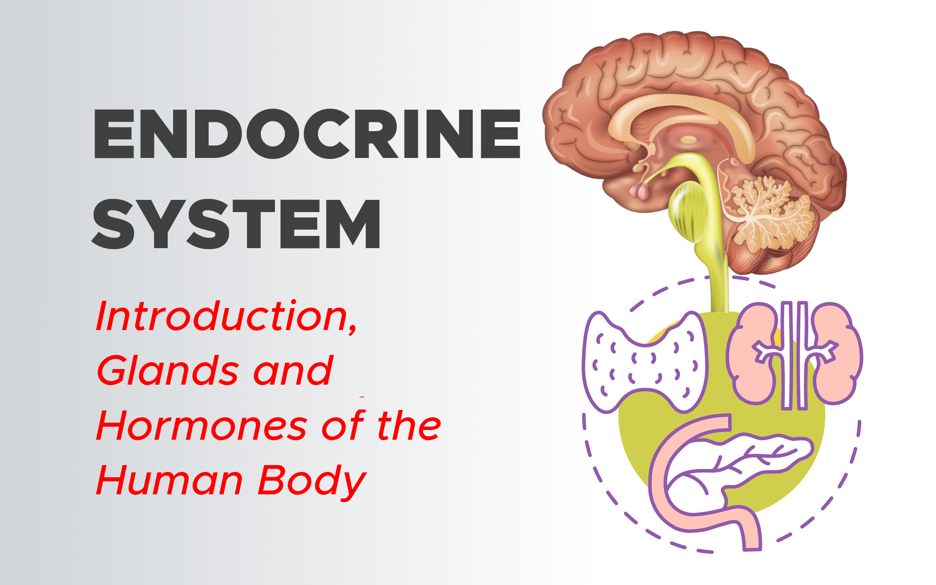 Endocrine System - EndoGynecology