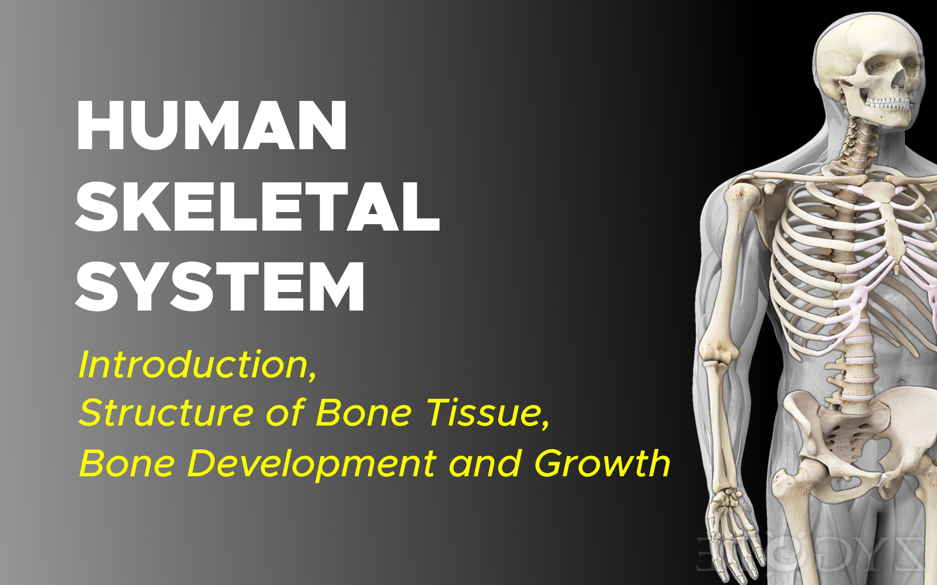 Human Skeletal System - EndoGynecology